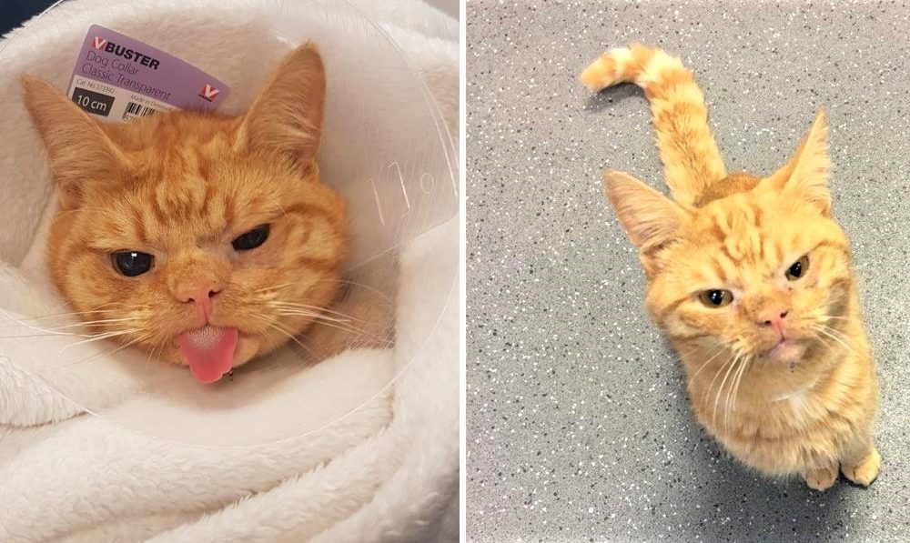 Life Lessons From England’s Grumpy Cat 2.0 – SoGoodly