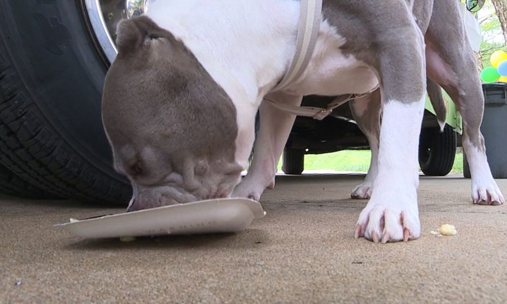 The Champion Taco-Eating Pit Bull – SoGoodly