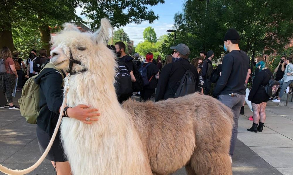 Therapy Llama Makes Appearance At Portland Protests – SoGoodly