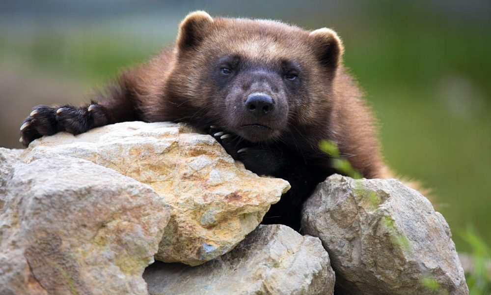 Rare Wolverines Spotted in Mt. Rainier National Park For the First Time ...