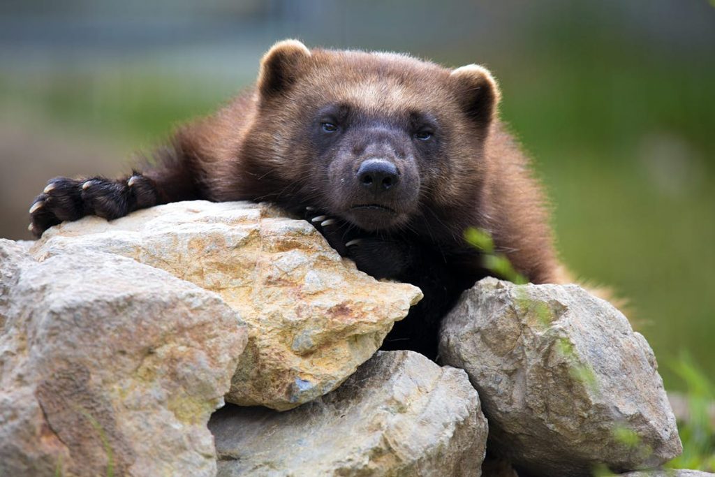 Rare Wolverines Spotted in Mt. Rainier National Park For the First Time ...