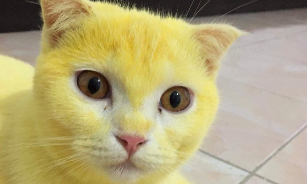 Cat Turns UNEXPECTED COLOR After Undergoing Treatment For Fungal ...