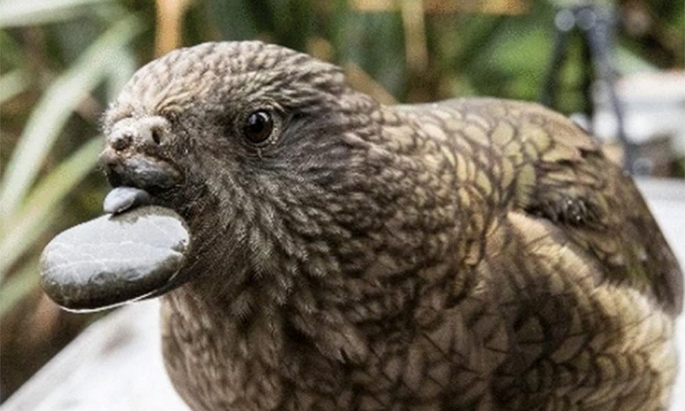 An Injured Parrot Figures Out How to Thrive – SoGoodly