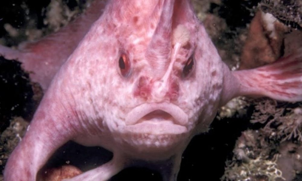 The Re-appearing Aussie Pink Handfish – SoGoodly