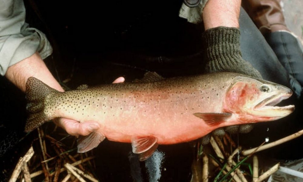 Colorado Gets Its State Fish Back, Officially – SoGoodly
