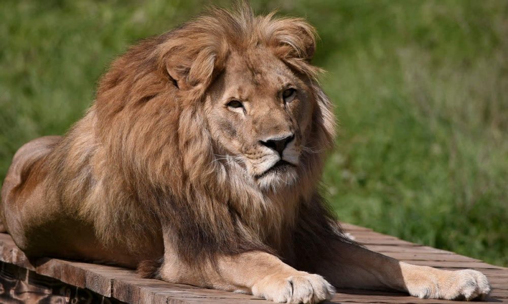 Ukrainian Lion Rescue by the Dozen – SoGoodly