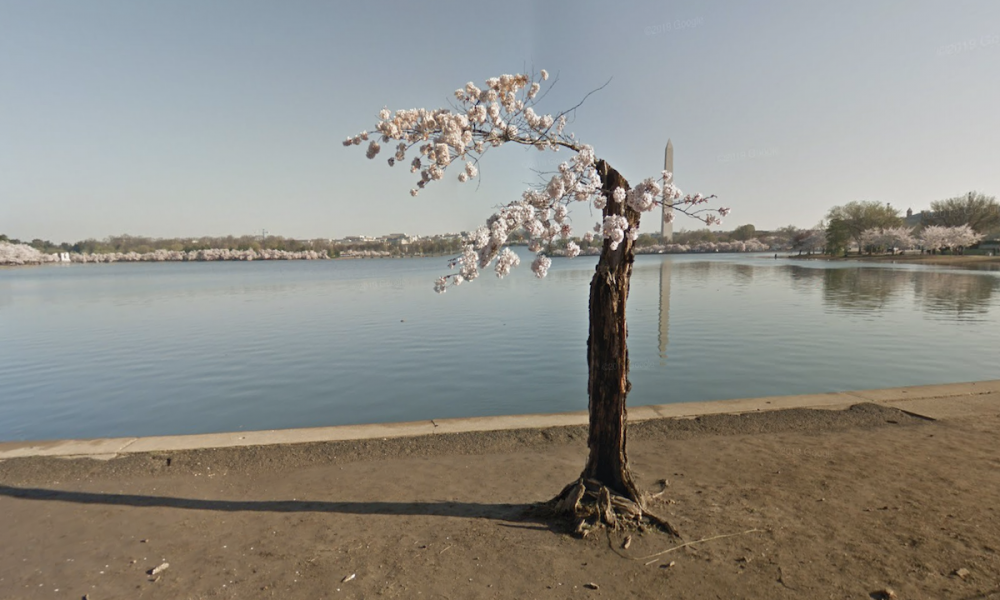 Stumpy, the beloved DC Cherry Blossom is blooming again – SoGoodly