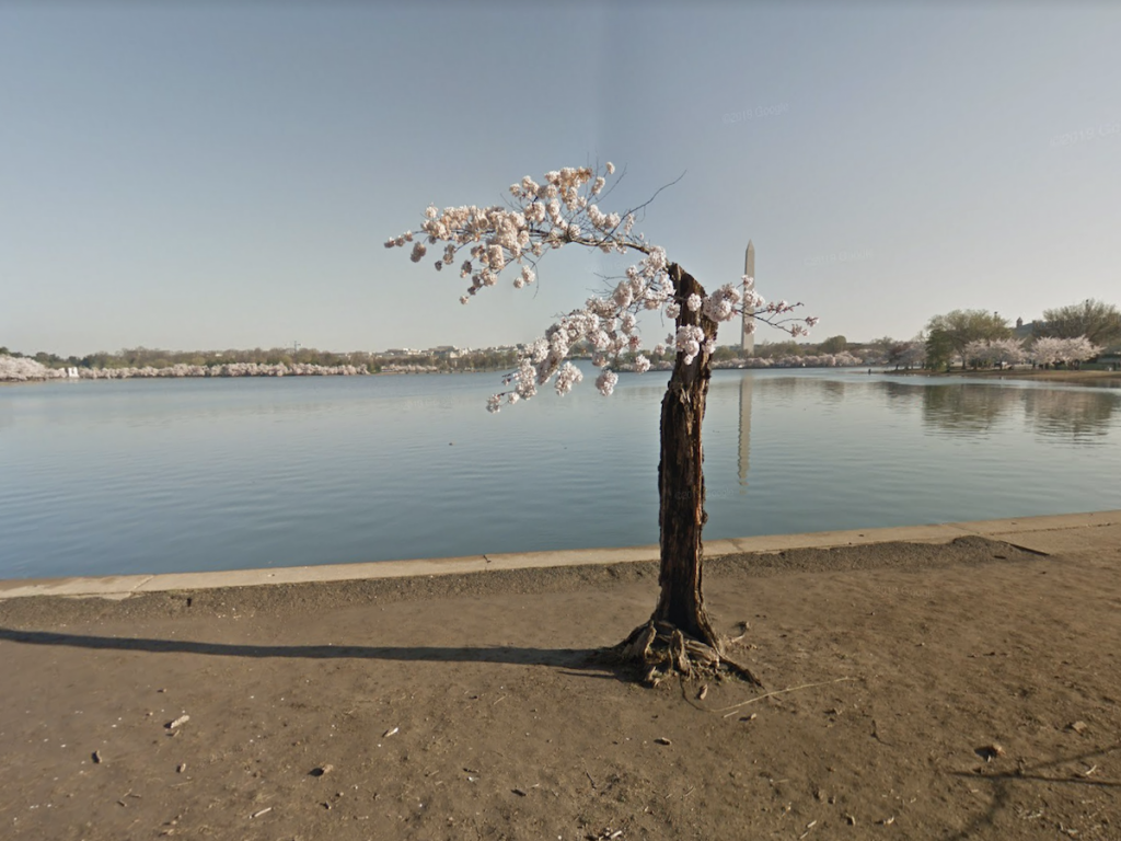 Stumpy, the beloved DC Cherry Blossom is blooming again – SoGoodly