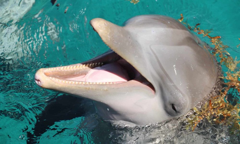 Dolphin and Calf Rescued After 2 Years Trapped in Louisiana Pond – SoGoodly