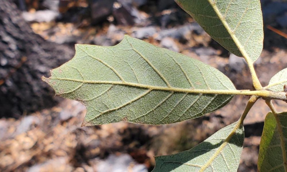Texas Oak Tree Rediscovered: The Quercus Tardifolia in Big Bend ...
