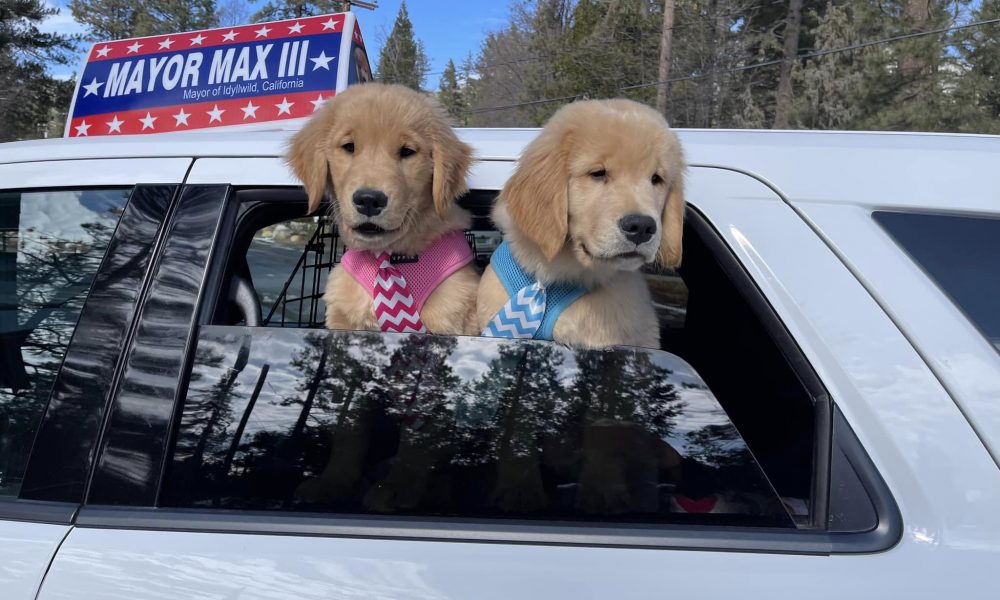 Mayor Max III: The Golden Retriever Who Leads with Love – SoGoodly