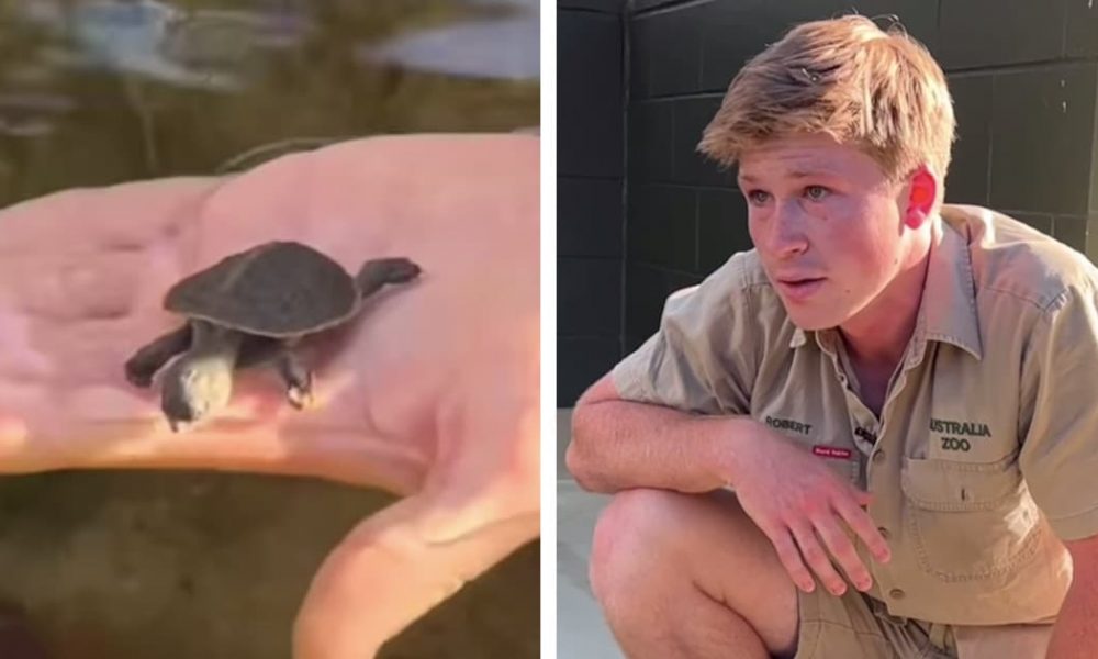 Robert Irwin Emotionally Welcomes First Hatched “Irwin’s Turtle” at ...