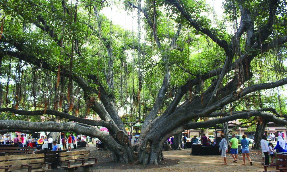 Maui’s Majestic Banyan Tree Springs Back to Life After Wildfire – SoGoodly