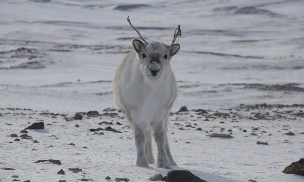 Svalbard Reindeer: Thriving in the Arctic Wonderland – SoGoodly