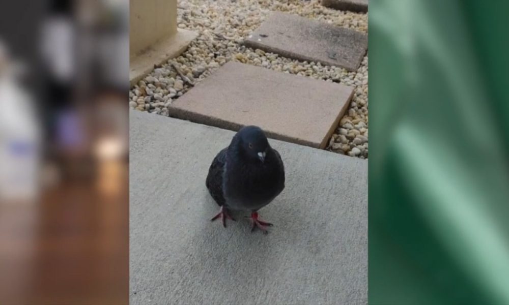 Lost Pigeon Found Outside Florida Hair Salon – SoGoodly