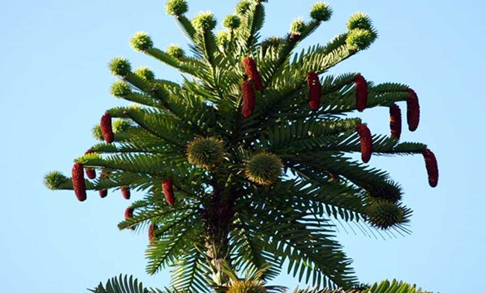 The Amazing Comeback of the Wollemi Pine: A Prehistoric Tree’s Fight ...