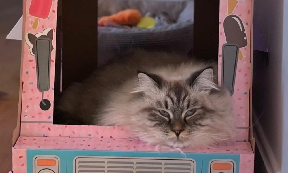 Worcester Library’s Unique Approach to Solving Library Fees: March Meow ...