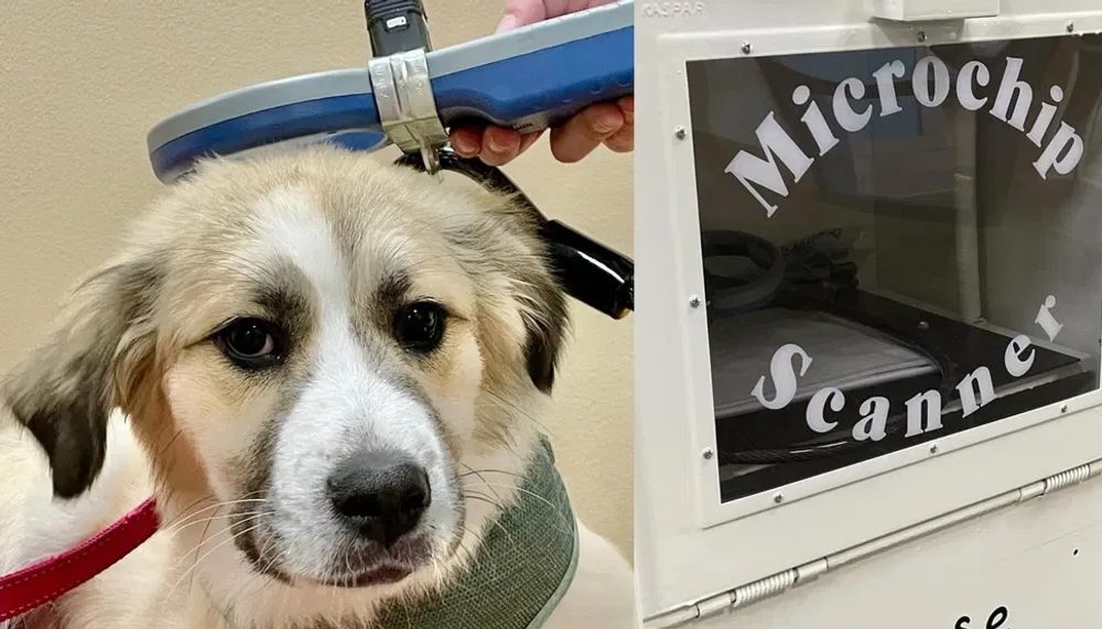 Girl Scouts: Microchip Scanning Project – SoGoodly