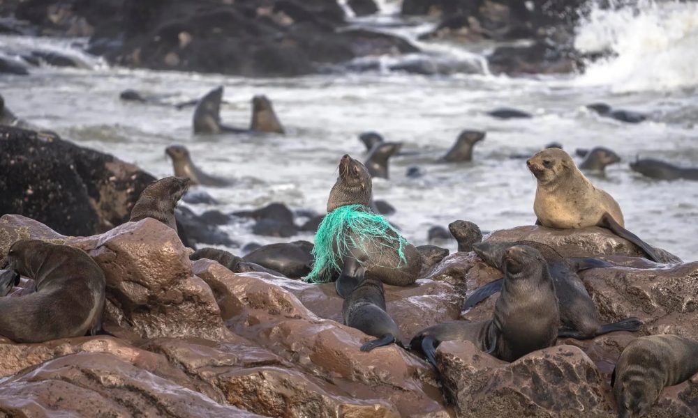Millions Tune In To See Conservation Group Save Seals – SoGoodly