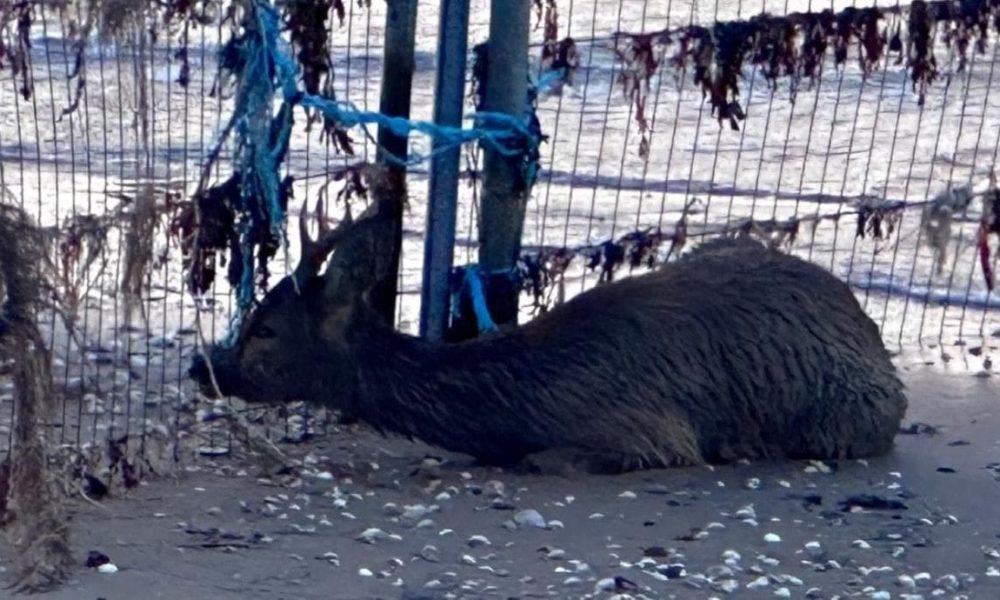 Tired Deer Rescued from Beach – SoGoodly