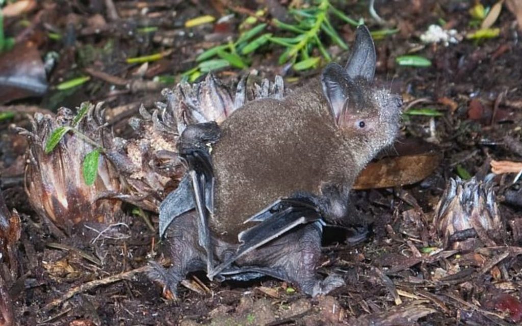 Rare Short-Tailed Bats Heard in Wellington for the First Time in Years ...