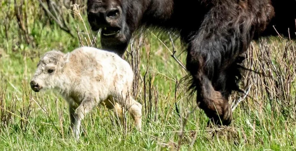 Rare White Buffalo Calf’s Birth in Yellowstone Sparks Hope and ...