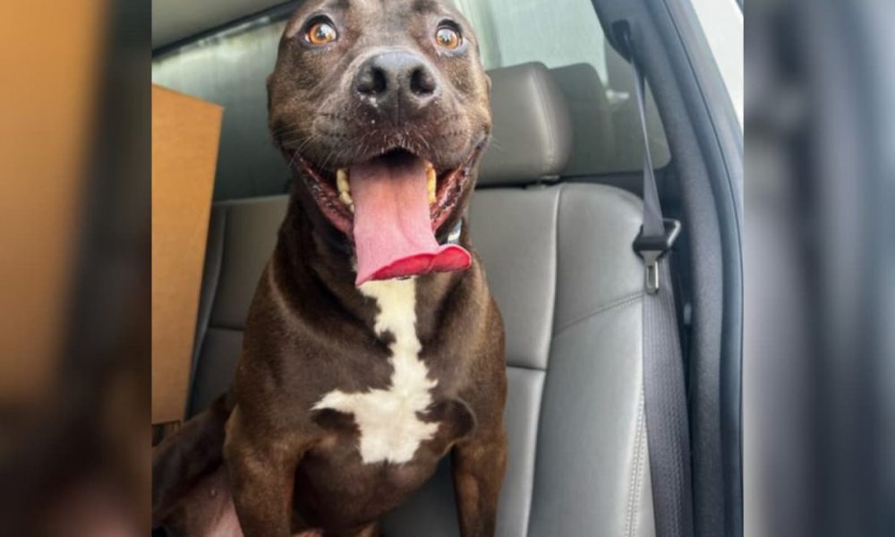 Bruno Gets a Fresh Start After Over a Year in the Shelter – SoGoodly