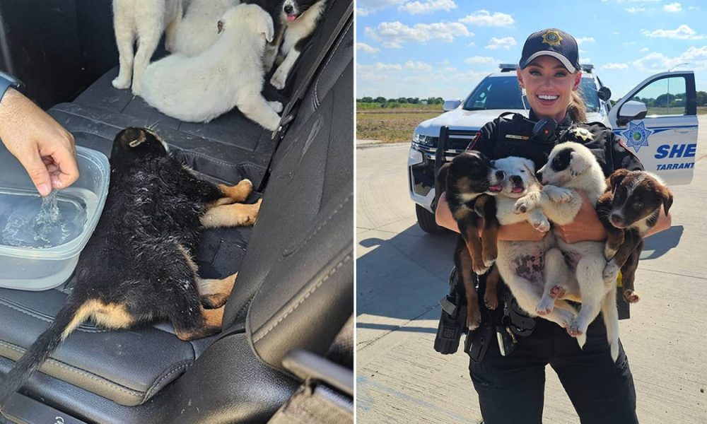 Eight Puppies Rescued from Texas Heat Will Soon Be Ready for Adoption ...